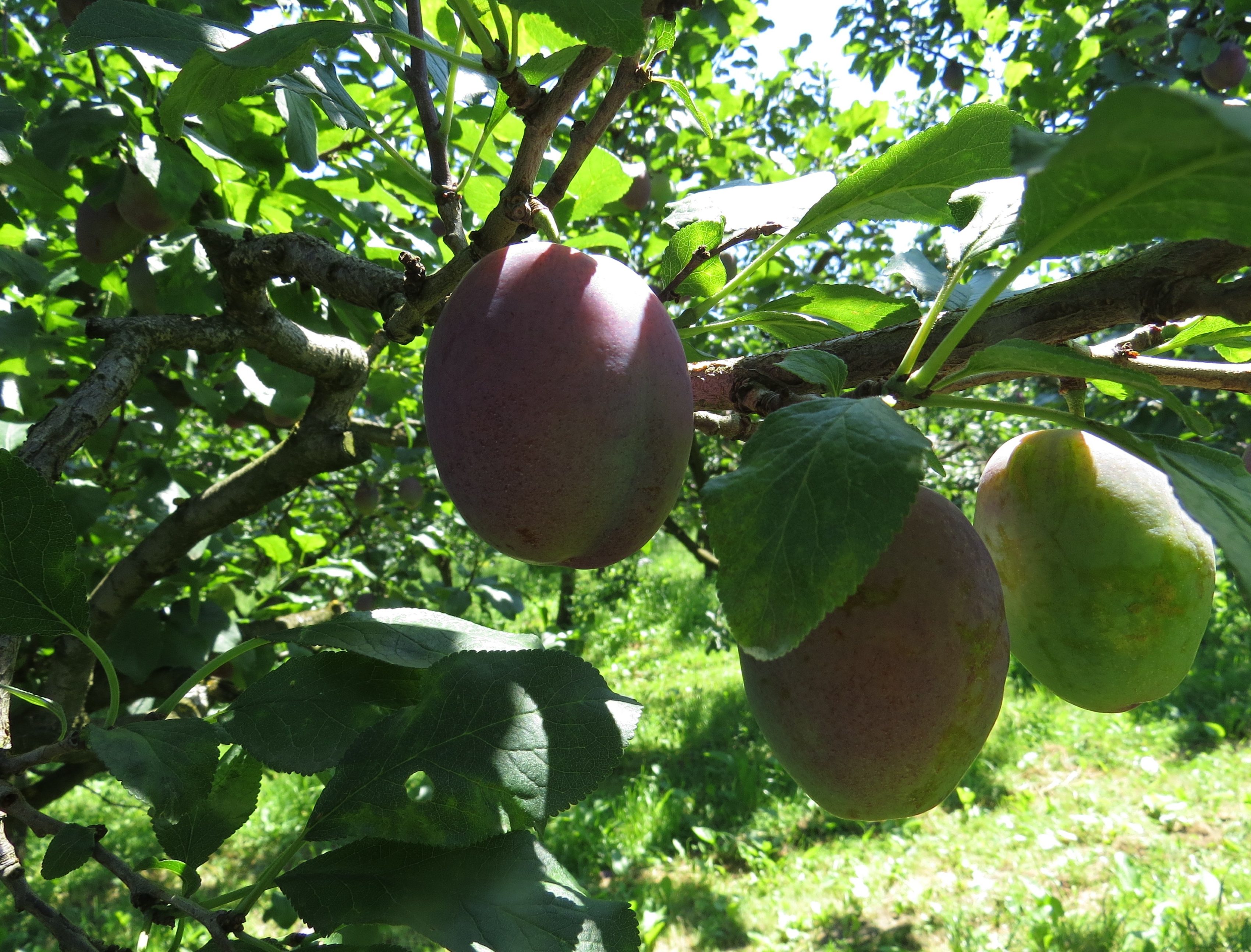Prognozno-izveštajna služba zaštite bilja