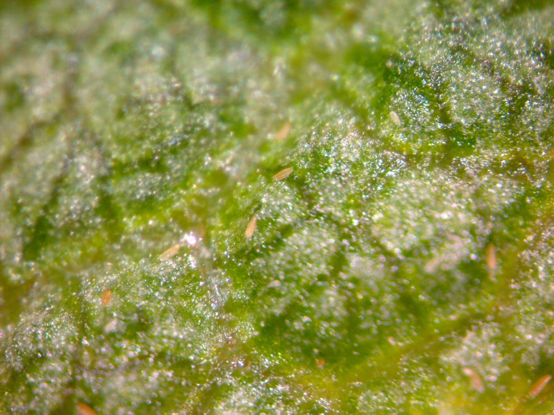 Prognozno-izveštajna služba zaštite bilja