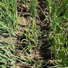 Prognozno-izveštajna služba zaštite bilja