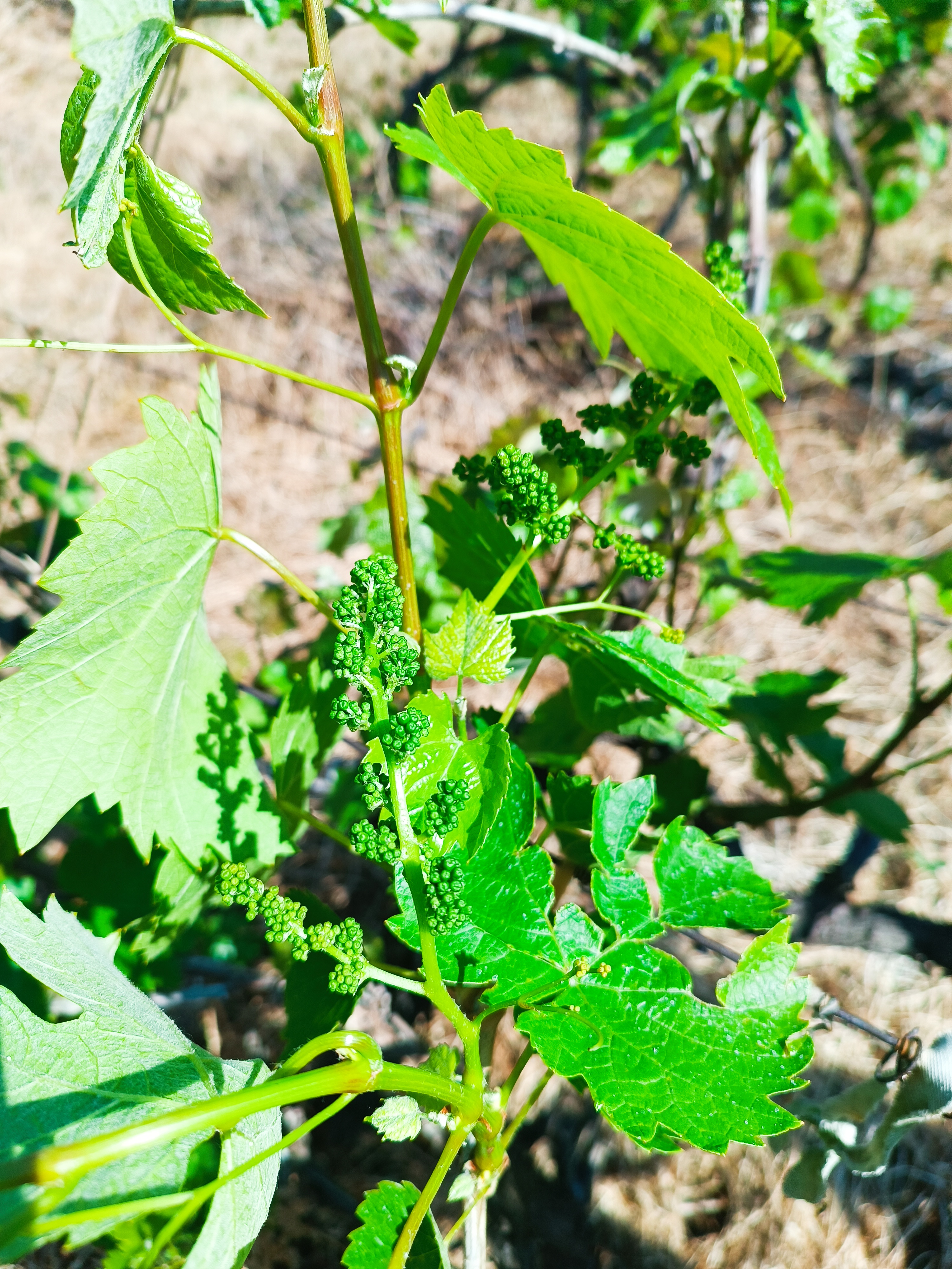 Vinova loza – prete plamenjača, pepelnica … - Agro Info Net