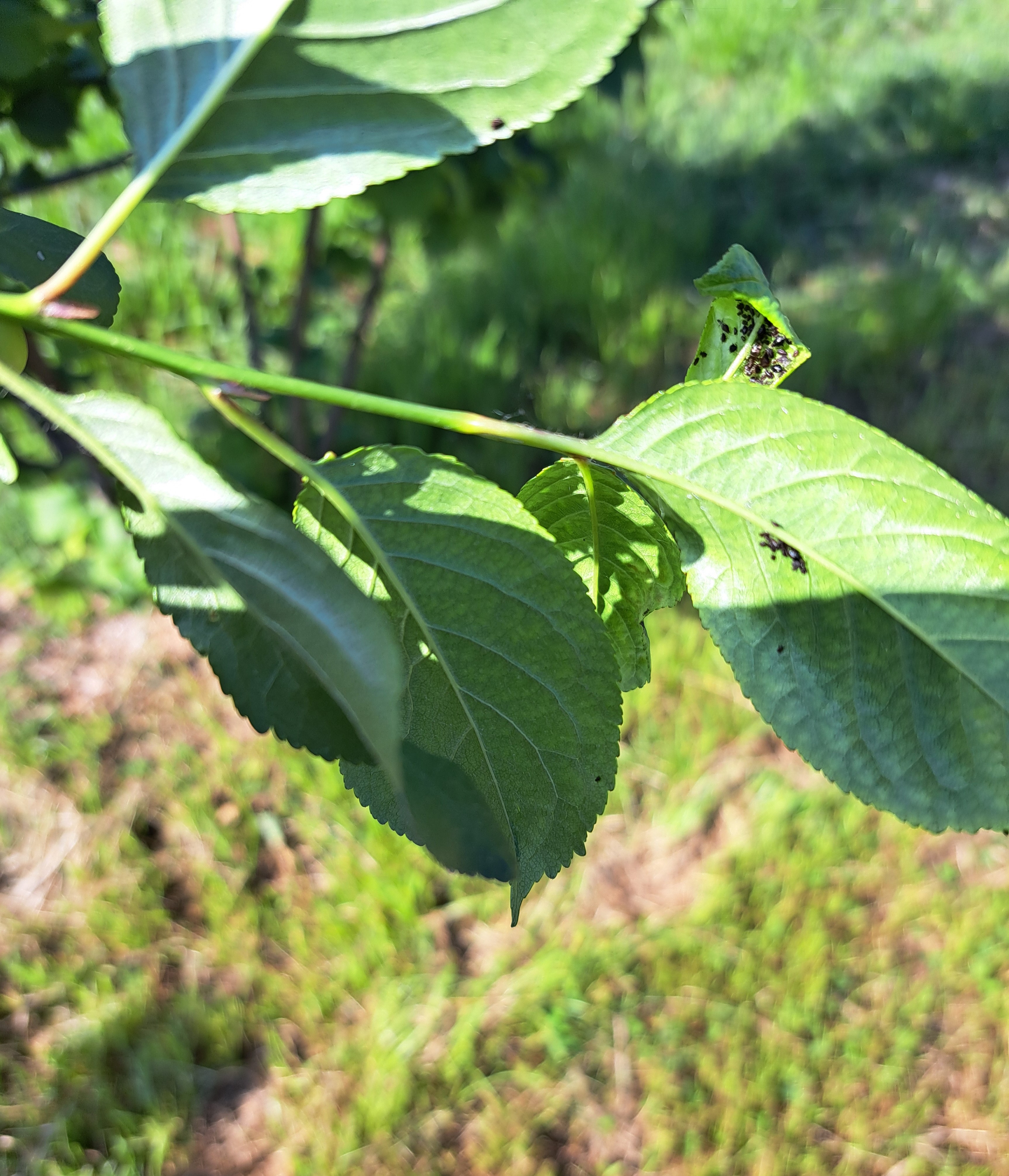 Prognozno-izveštajna služba zaštite bilja