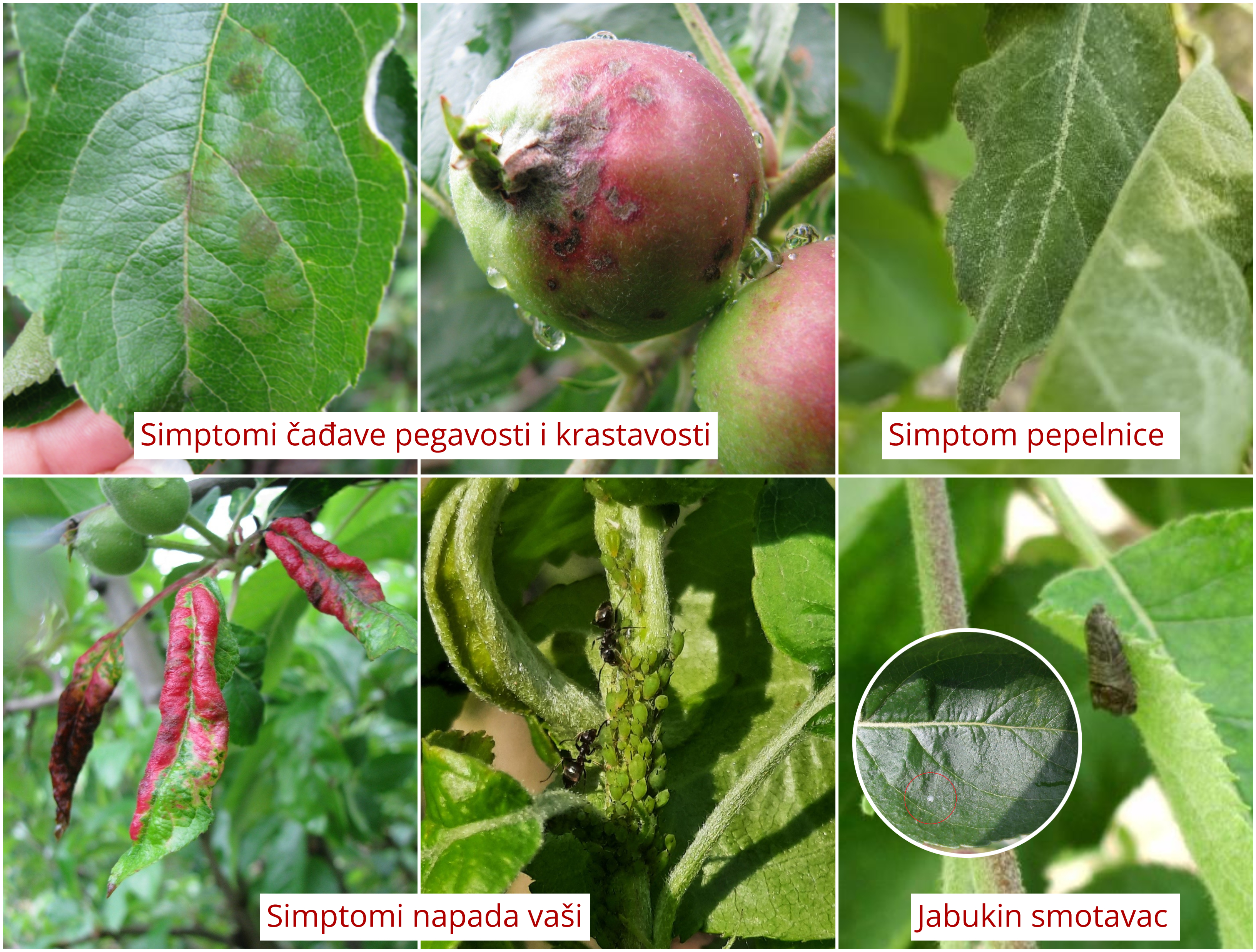 Prognozno-izveštajna služba zaštite bilja